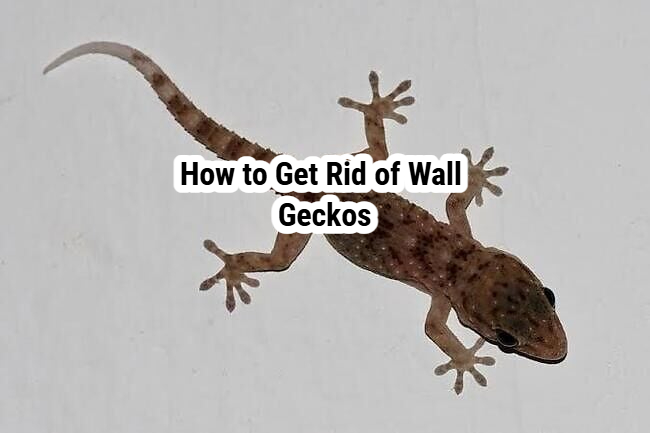 How to Get Rid of Wall Geckos » PIECE — WITHIN NIGERIA