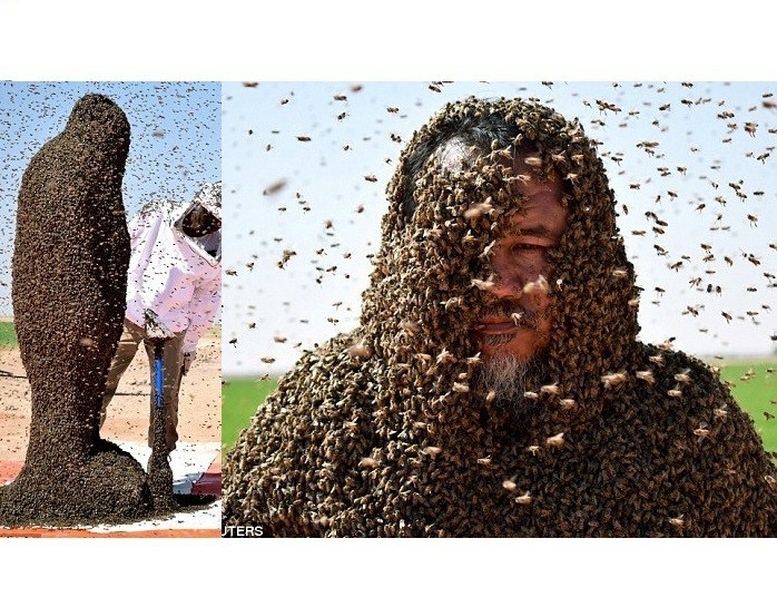 Man tries to cover himself with 20,000 bees in his second attempt to ...
