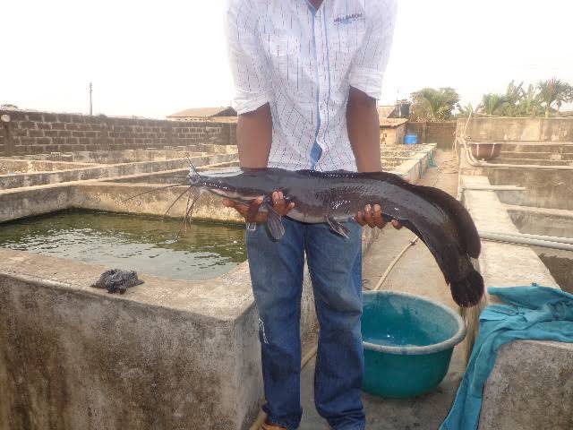 How to Register Your Fish Farm with NEPC Nigeria: A Complete Export Guide