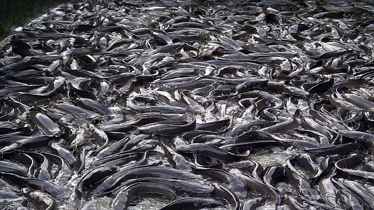 Best Fish to Farm in Nigeria: Catfish vs Tilapia in 2026